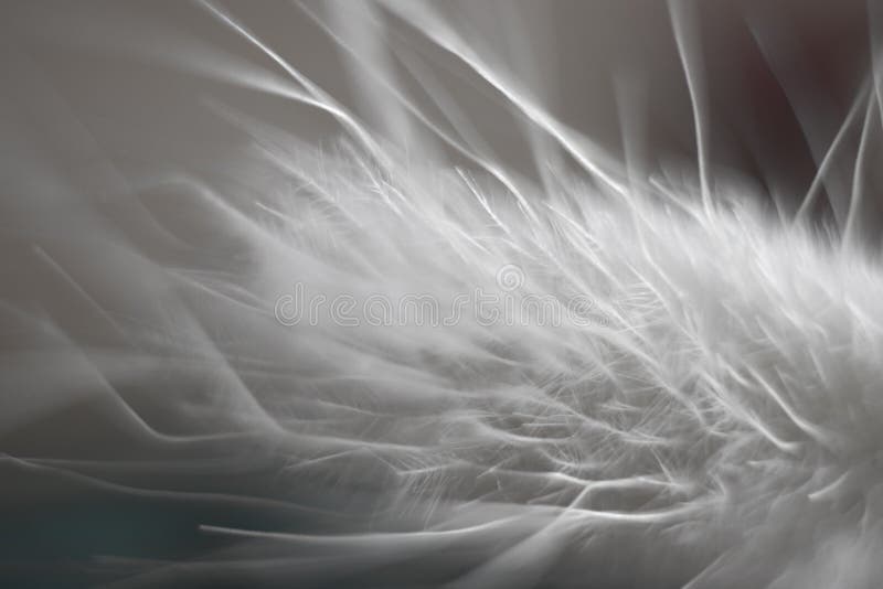 Shaggy Dog Fur Texture stock image. Image of mammal, hairy - 29527911