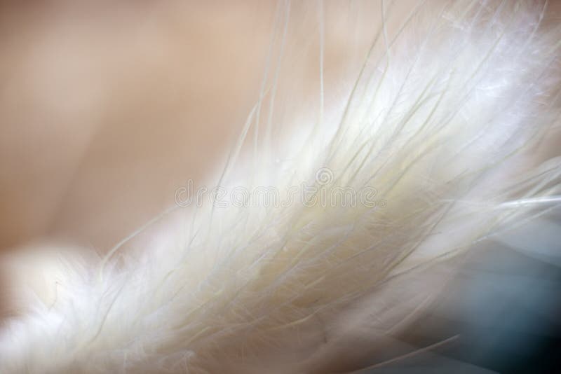 Shaggy Texture. Soft and Flowing Texture Stock Image - Image of texture ...