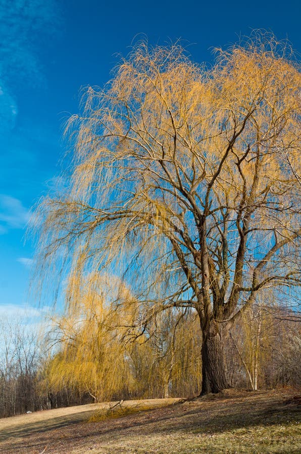 Shaggy Tree stock image. Image of shag, background, outside - 24524963
