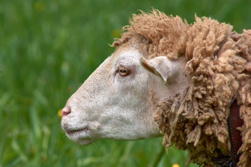 Shaggy Wool Sheep in a Green Grass Field Stock Image - Image of fleece ...