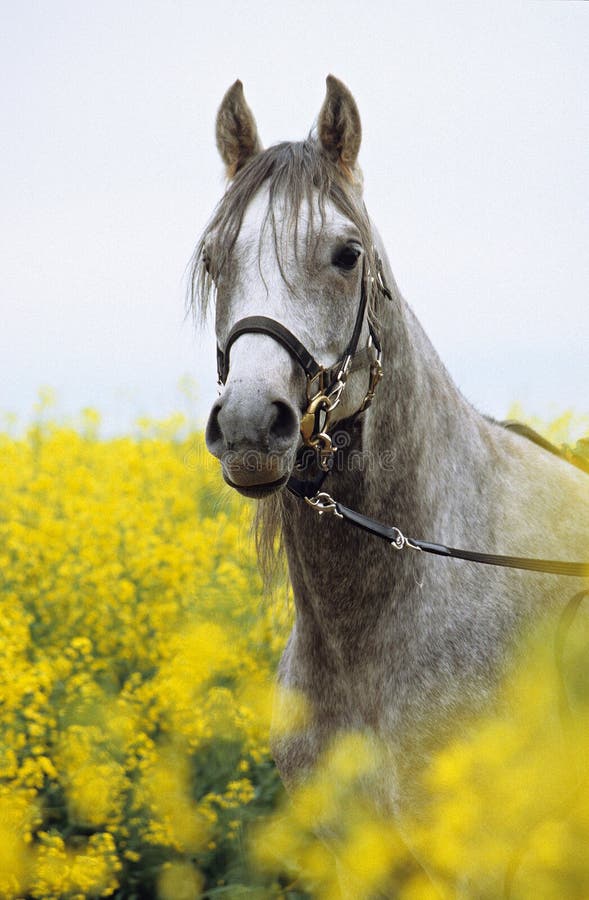 Shagya stock image. Image of arabian, horse, thoroughbred - 706781