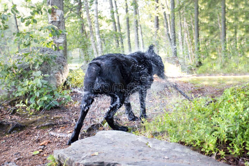 Shake it Dry after Swim stock image. Image of retriever - 165485761