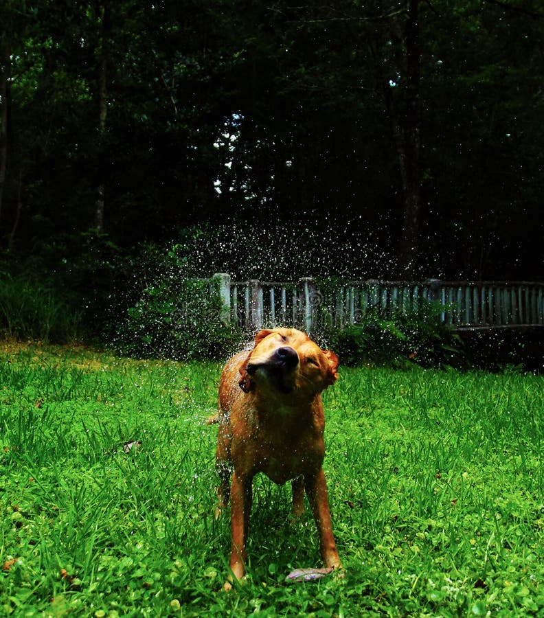 Shake it off stock photo. Image of playtime, water, shaking - 73306296