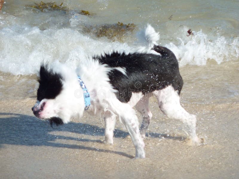 Shake off stock photo. Image of puppy, water, enjoy, swimming - 48158768