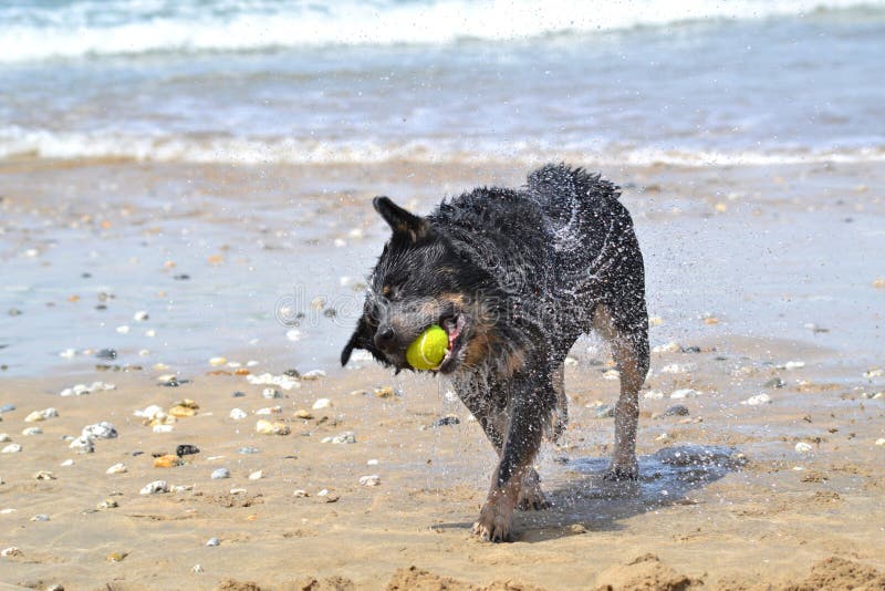 Shake it off stock photo. Image of outdoor, nature, playful - 94854548