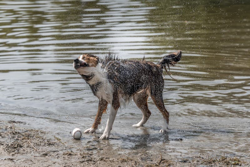 Dog Shaking Water Off His Fur by the Water Stock Image - Image of drops ...