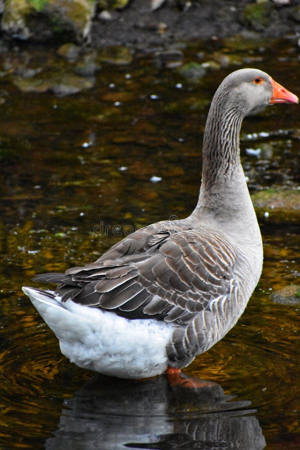 Shake your tail feathers stock image. Image of bird - 174219195