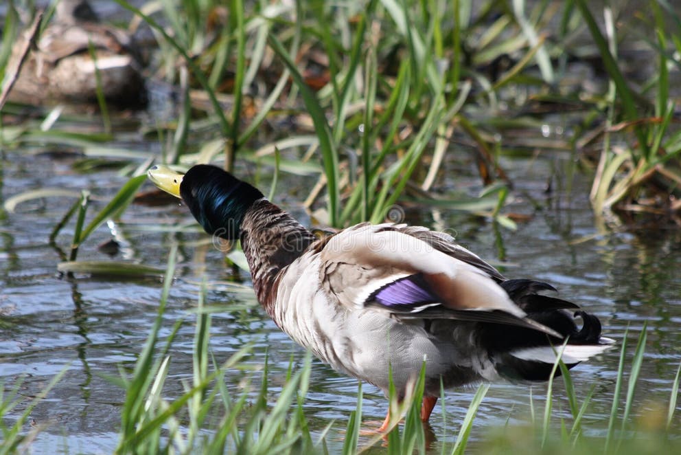 Shaking off a duck stock image. Image of drops, coast - 14287601