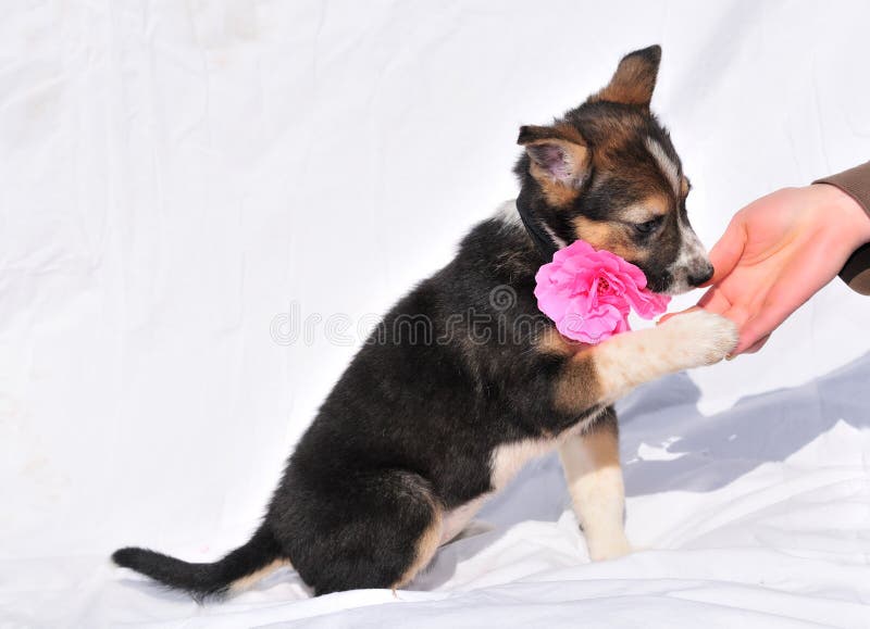 Shaking puppy s hand stock photo. Image of happiness - 13997124