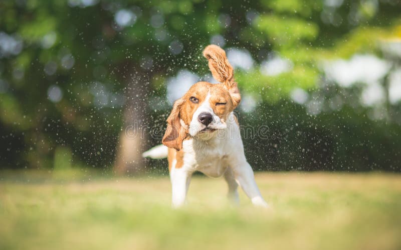 Dog shaking off the water stock photo. Image of tree - 42407468