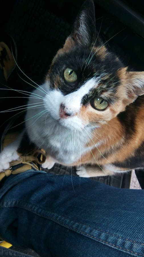 Shakira stock image. Image of shakira, lover - 137868911