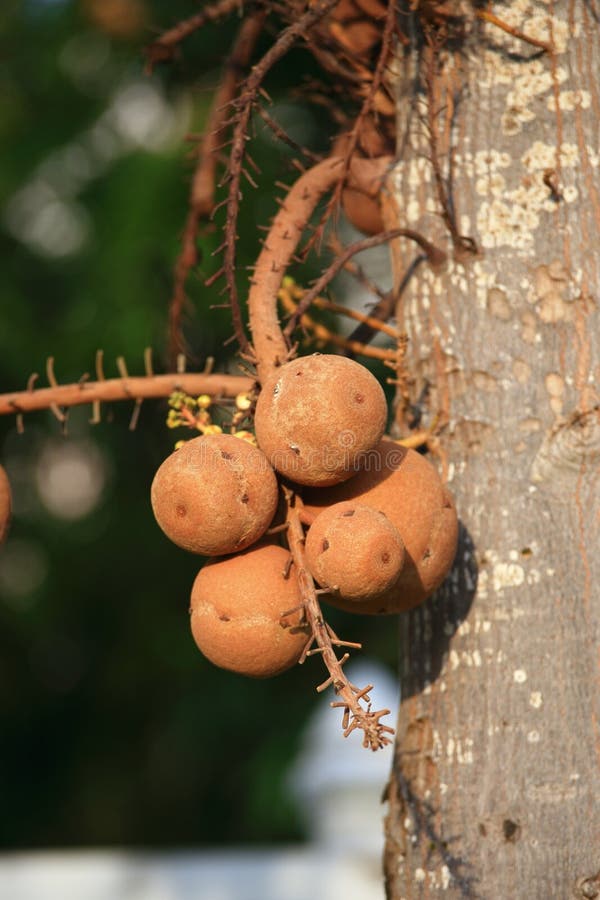 Shala fruit stock photo. Image of fruit, tree, brown - 54506056