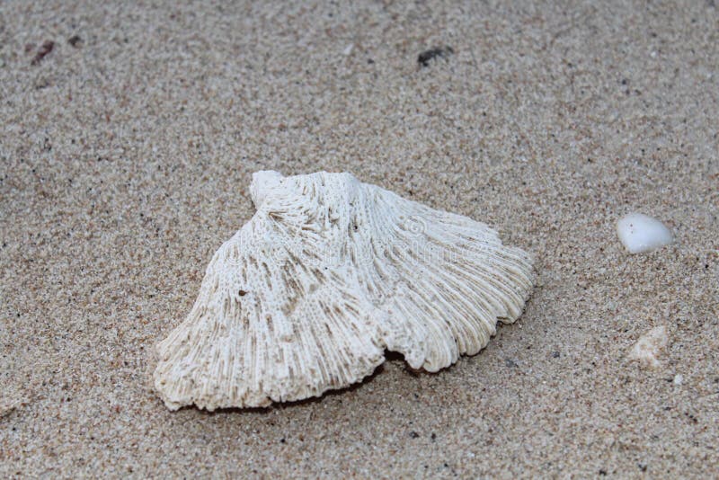 Shall on a sand stock photo. Image of shell, white, summer - 72834778