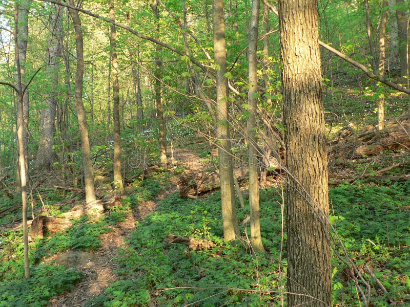 Shallenberger Nature Preserve in Summer, Lancaster, Ohio Stock Photo ...