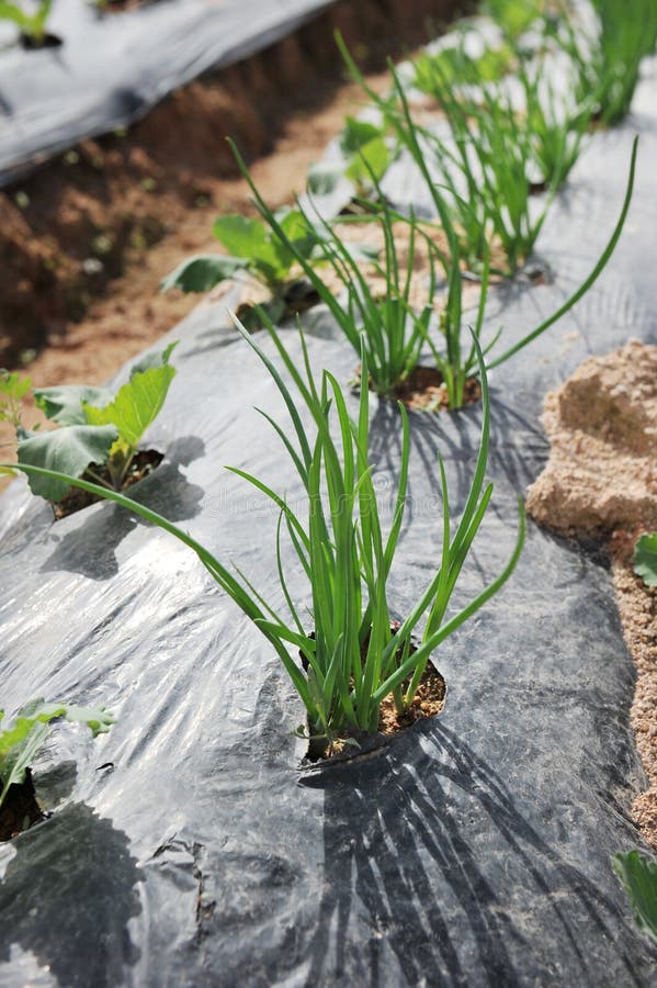 Shallot stock photo. Image of root, pungent, vegetable - 16931308