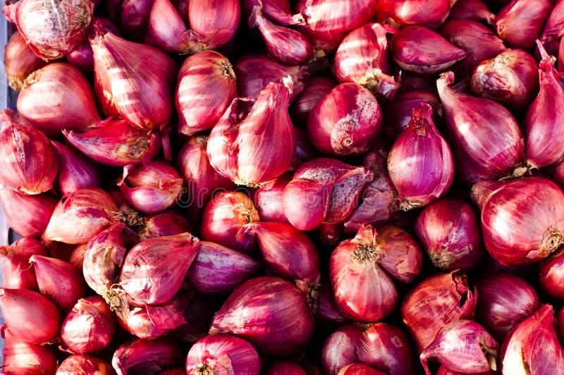 Shallot stock photo. Image of asparagales, shallot, amaryllidaceae ...