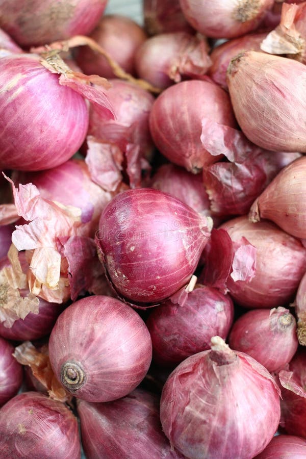 Shallot stock photo. Image of healthy, fresh, asia, cooking - 35426836