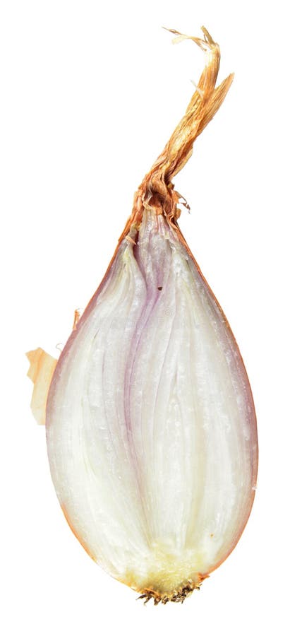 Longitudinal Section of the Stem Woody Plant Under the Microscope Stock ...