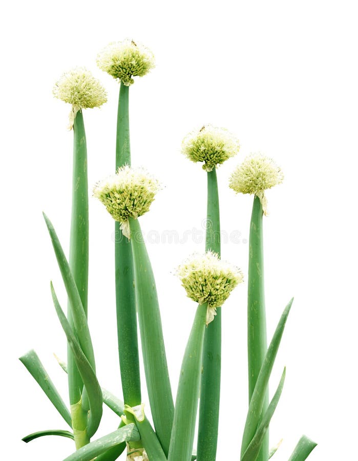 Shallot farm stock photo. Image of leaf, field, diet - 18961366