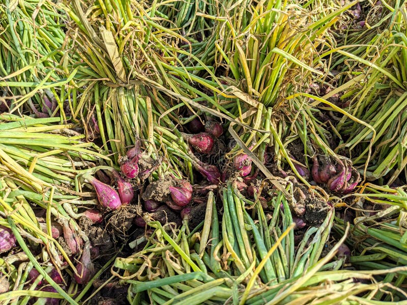 Shallot Crop Collected During Harvest Harvest Vegetables In Garden Stock Image Image Of
