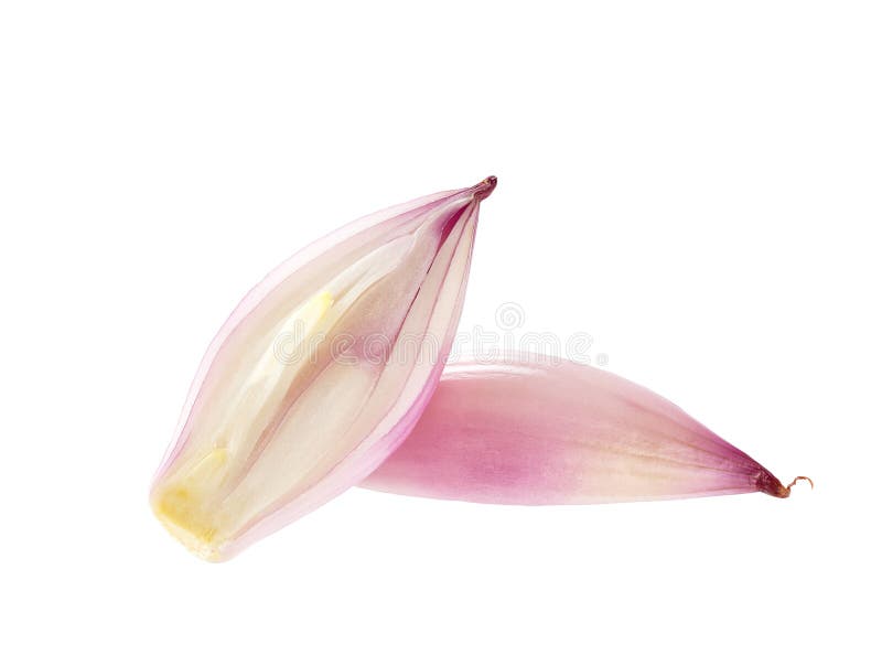 Shallot Cut into Two Halves Isolated on White Background Stock Image ...