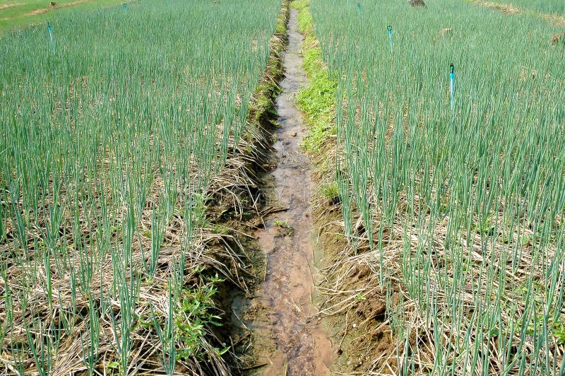 Shallot farm stock photo. Image of farming, food, foliage - 18961490