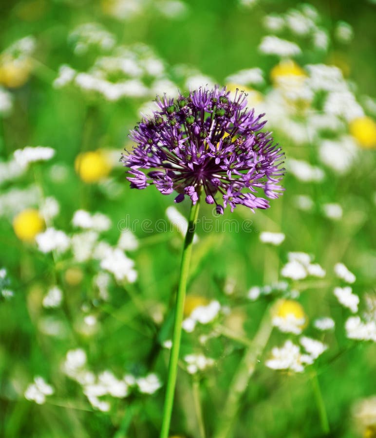 Shallotwallpaper Stock Photos - Free & Royalty-Free Stock Photos from ...