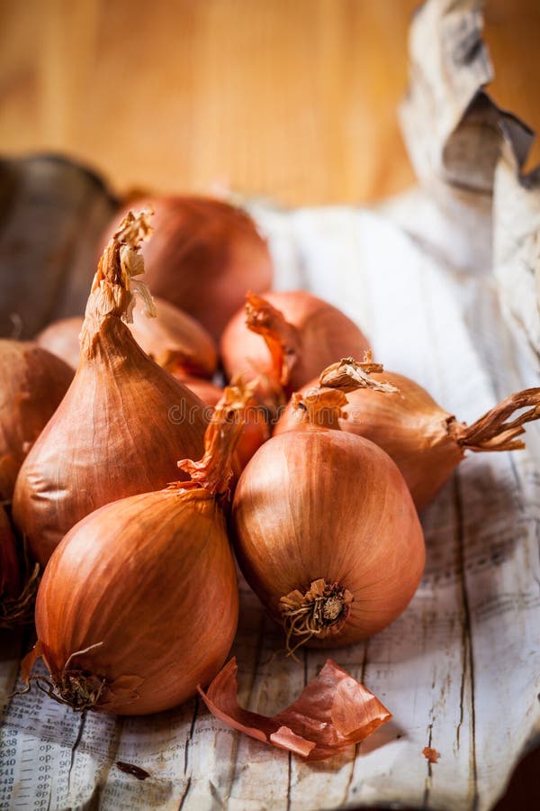 Shallot stock image. Image of edible, food, gardening - 42174701