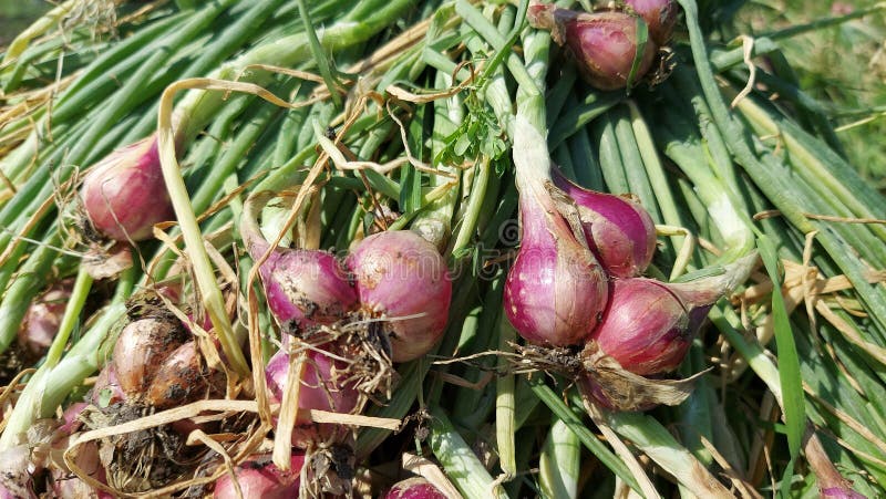 Shallot stock photo. Image of dish, leaf, tree, herb - 262261530