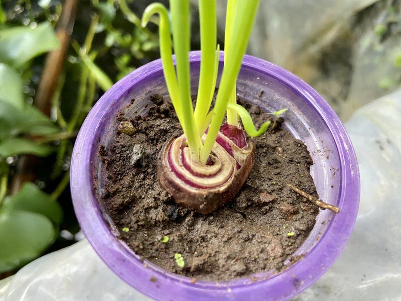 The Shallot Plants Have Grown Stock Image - Image of grown, cultivated ...