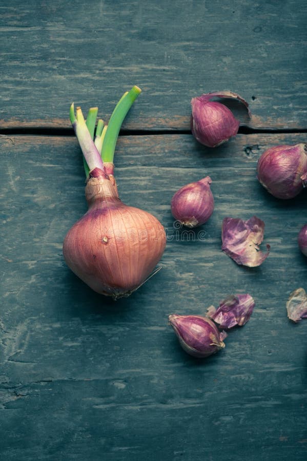 Shallot stock photo. Image of asian, edible, condiment - 50569616