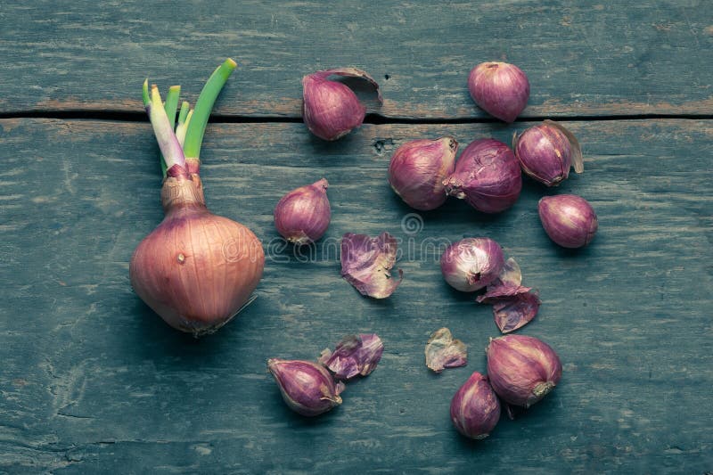 Shallot stock image. Image of organic, nature, ingredient - 50569619