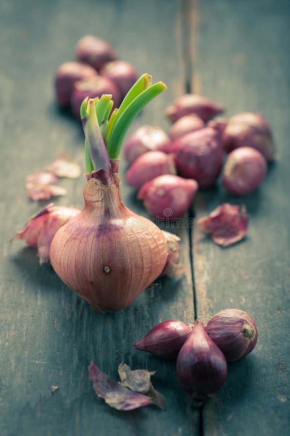 Shallot stock image. Image of seasoning, gourmet, foodstuff - 50569751