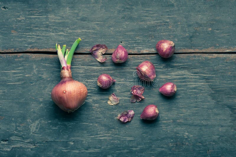 Shallot stock image. Image of edible, onion, scallion - 50569829