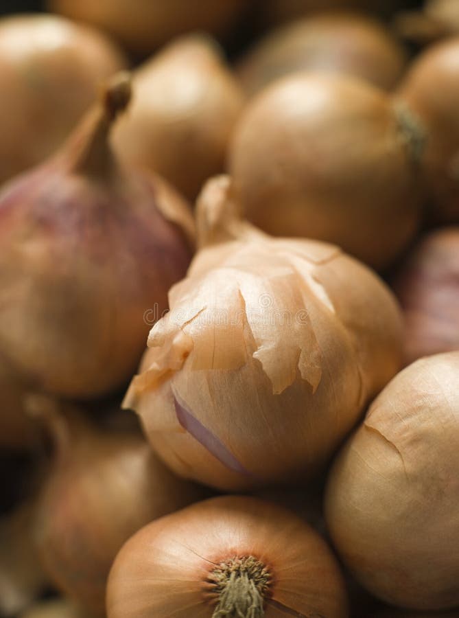 Shallots stock photo. Image of high, shot, fruit, objects - 7229716