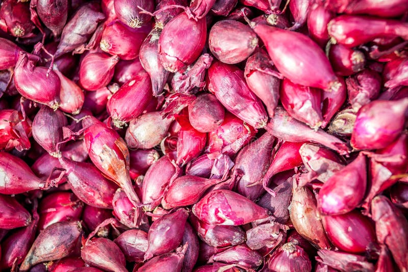 Shallots stock photo. Image of eating, allum, healthy - 47593316