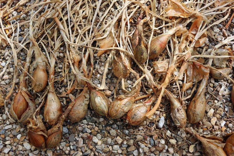 Shallots drying on gravel stock image. Image of leaves - 167103473