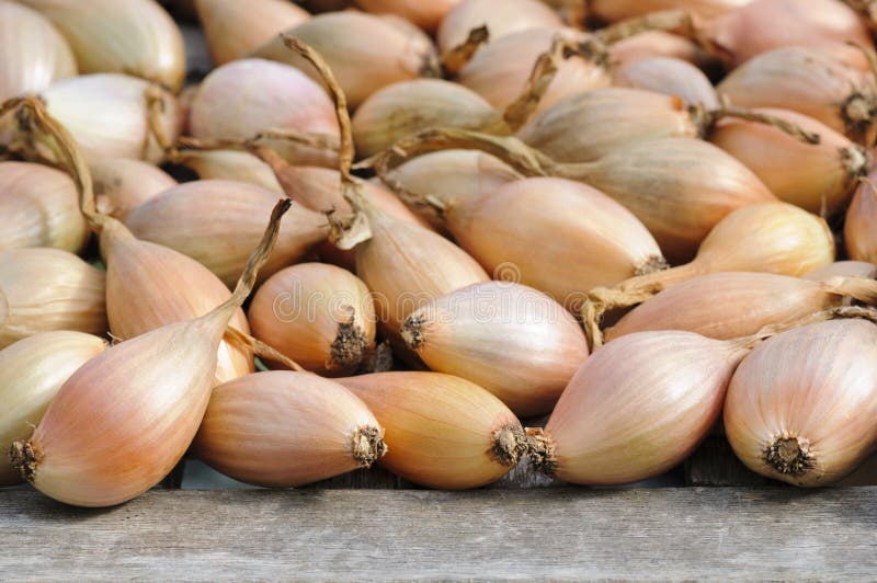 Shallots Drying after Harvest Stock Photo - Image of vegetable, produce ...