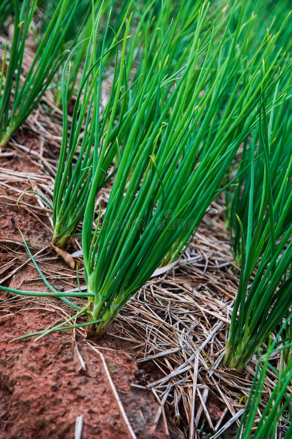Onion farm stock photo. Image of landscape, environment - 33781794