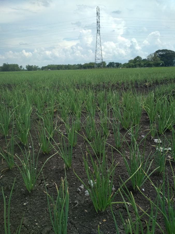 Shallots Field with Electric Tower and Cloudy Blue Sky Background Stock ...