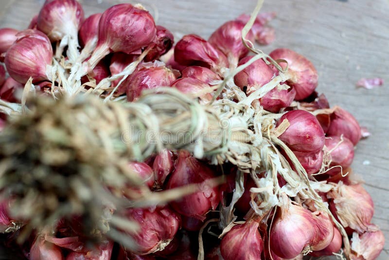 Shallots stock photo. Image of round, ripe, macro, food - 52195996