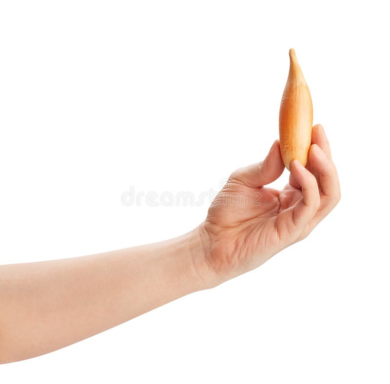 Onion in hand stock image. Image of isolated, ingredient - 273375395