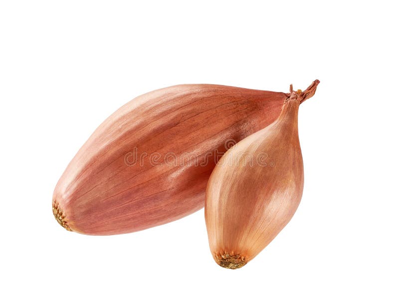 Shallots Onion Isolated on White Background Stock Image - Image of ripe ...
