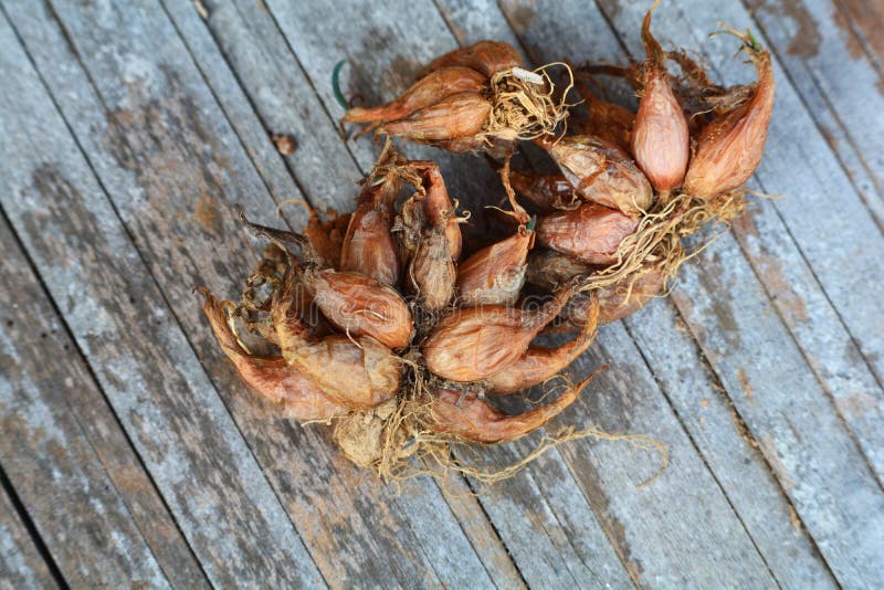 Shallots sere stock image. Image of food, health, sere - 49981599