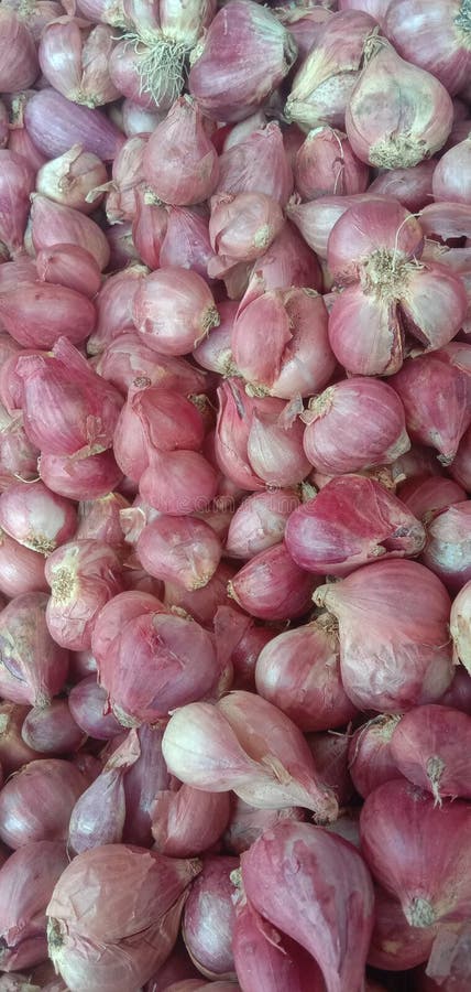 Shallots are Used As a Spice Mixture To Make Dishes Tastler Stock Photo ...