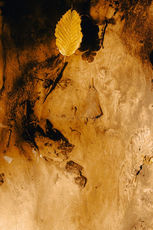 Shallow Bottom of a Forest River Covered with Sunlight and Shadows ...