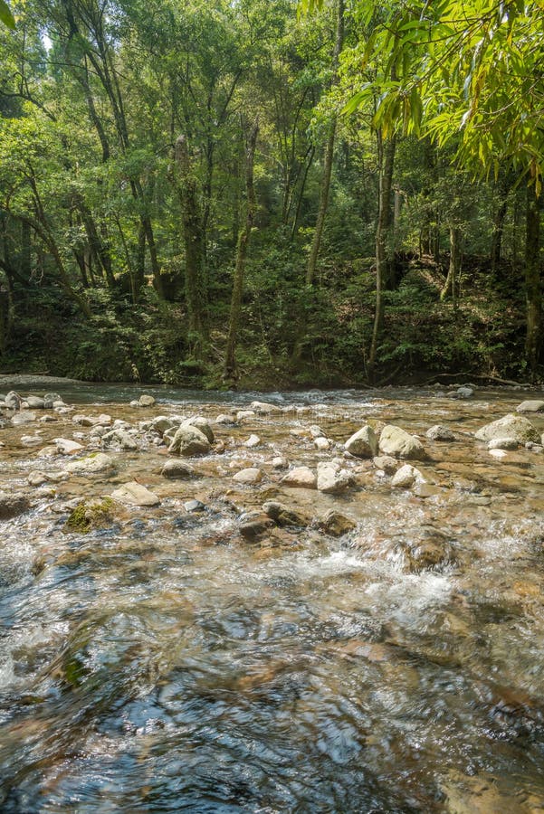 Shallow brook flowing stock photo. Image of flow, brook - 168409508