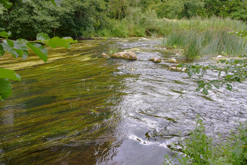 Shallow Clean River in Summer, Shallow Roaring River Stock Photo ...