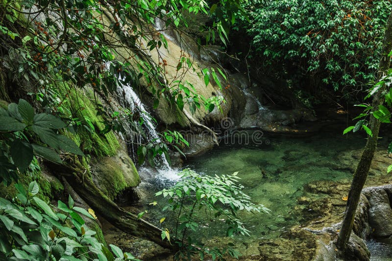 Shallow Clear River in the Deep Jungle Stock Photo - Image of landscape ...