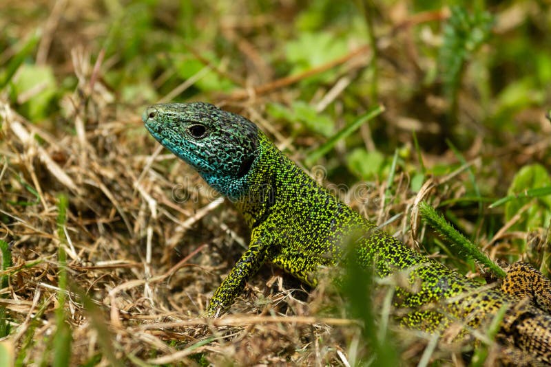 Shallow Closeup of Iberian Emerald Lizard (Lacerta Schreiberi) on the ...